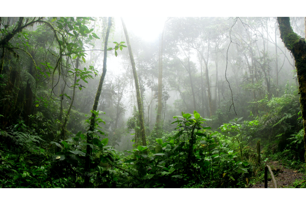 Fakta menarik Hutan Amazon yang anda perlu tahu - Sinar Bestari