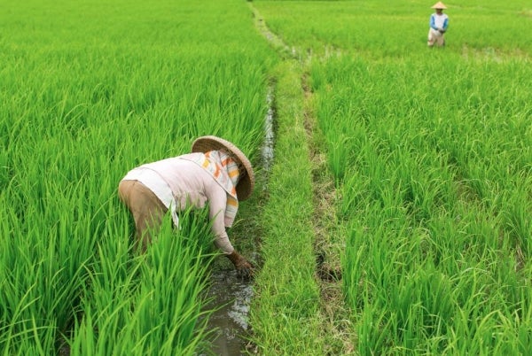 RM10 mln Bernas special aid for padi farmers in East Coast states from ...