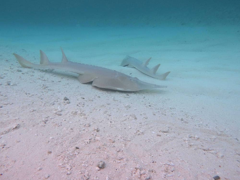 Two thirds of reef sharks and rays risk extinction: Study - Sinar Daily