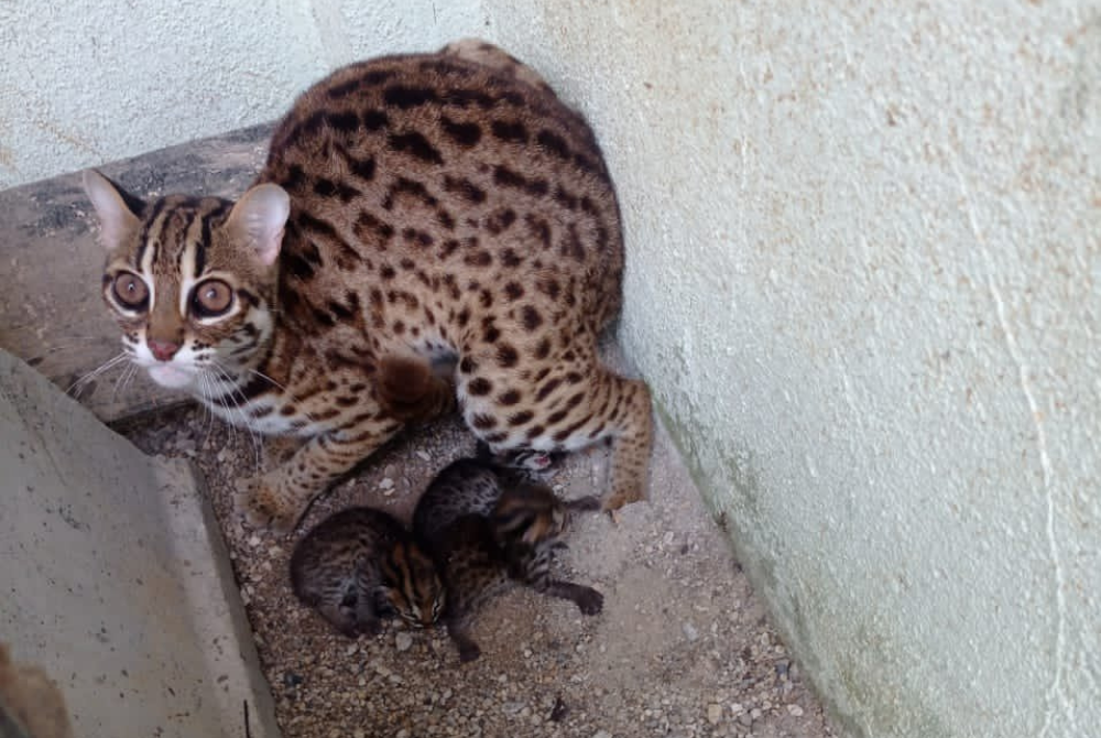 Sungai Tengi Wildlife Conservation Centre celebrates birth of three ...
