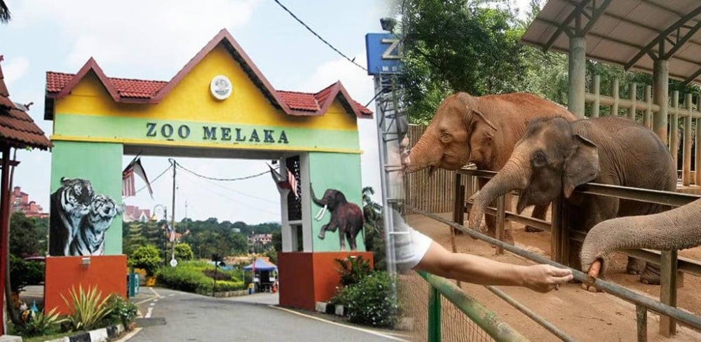 Melaka zoo to undergo facelift - Sinar Daily