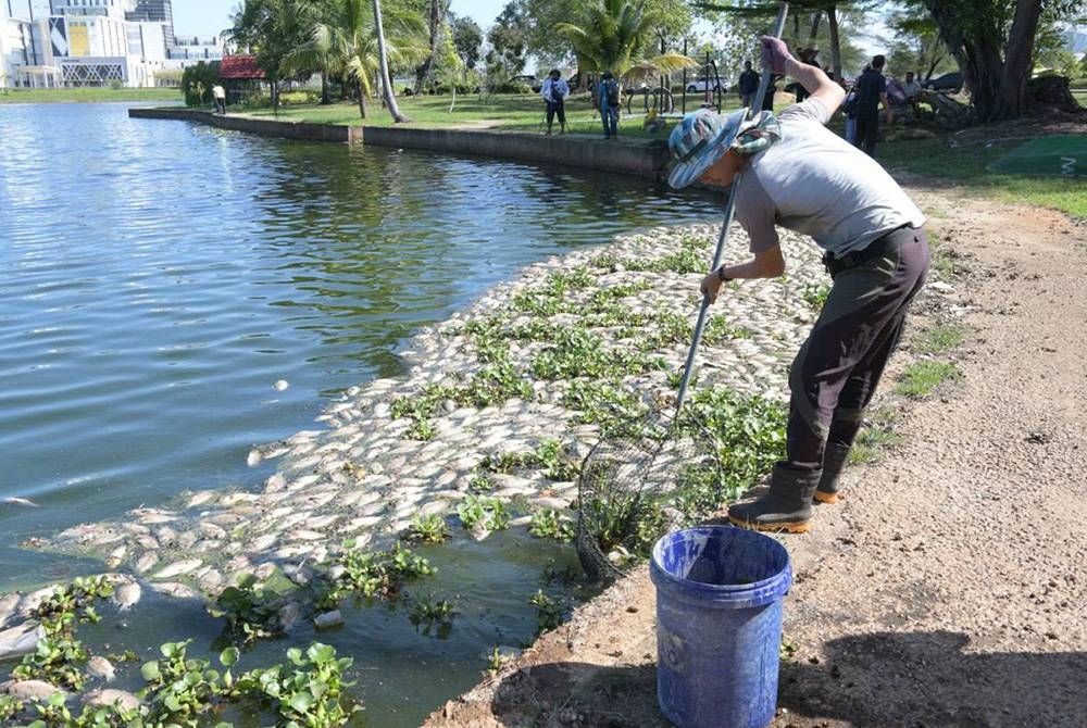 Thousands of dead fish in Kuala Nerus lake link to hot weather - Sinar ...