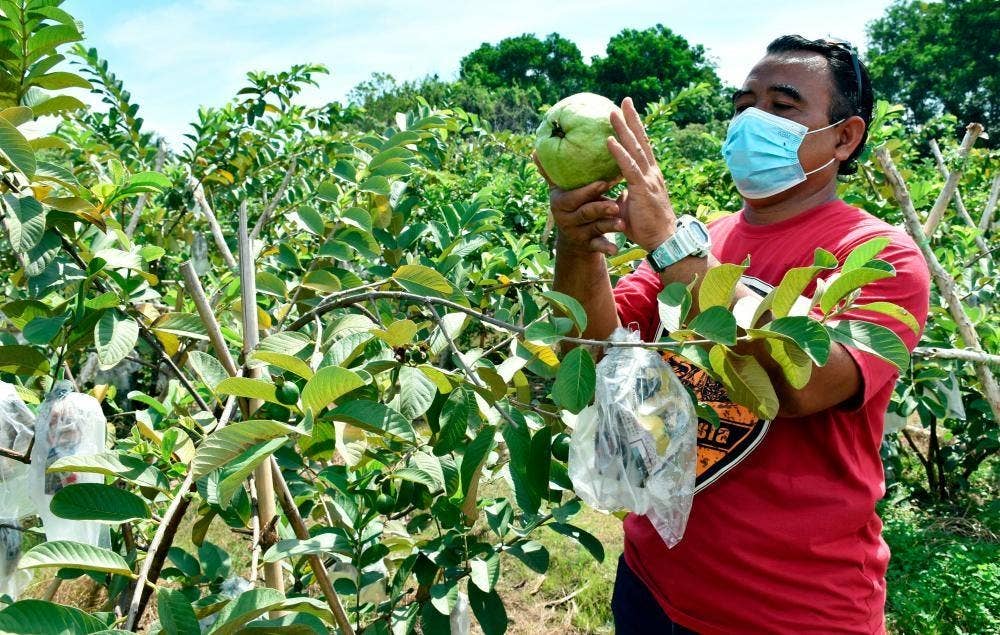 Popular lohan guava becoming the rave of visit Melaka year 2024 - Sinar ...
