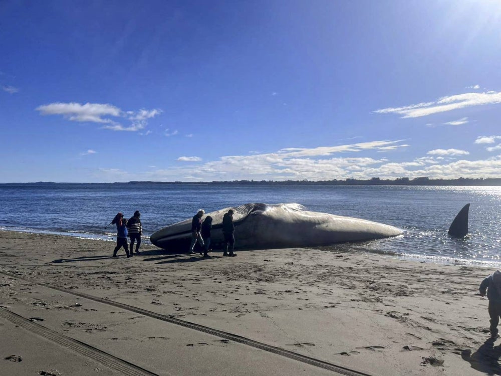 Huge blue whale washes ashore in southern Chile - Sinar Daily