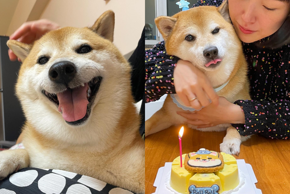 Cheems Balltze, viral meme dog dies after battling cancer - Sinar Daily