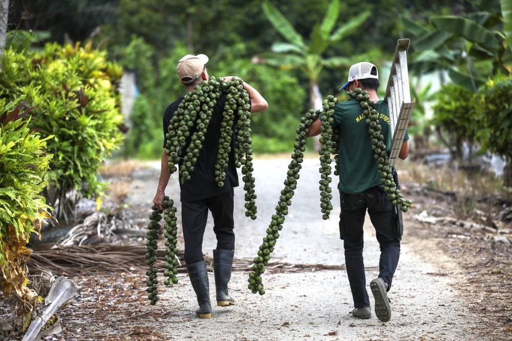 Youths in Dong inherit 'buah kabung' business - Sinar Daily