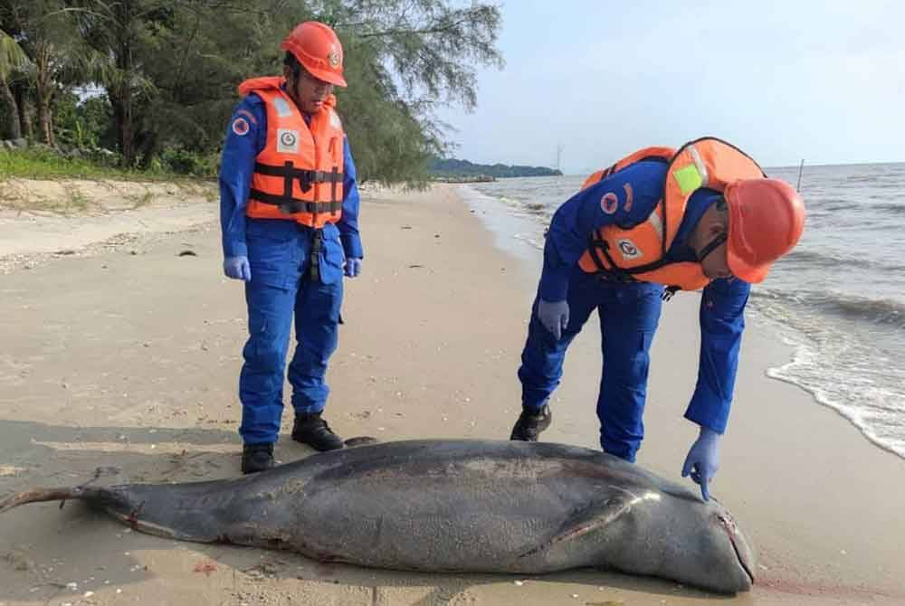 Dead dolphin washed ashore at Pantai Ruat, Yan - Sinar Daily