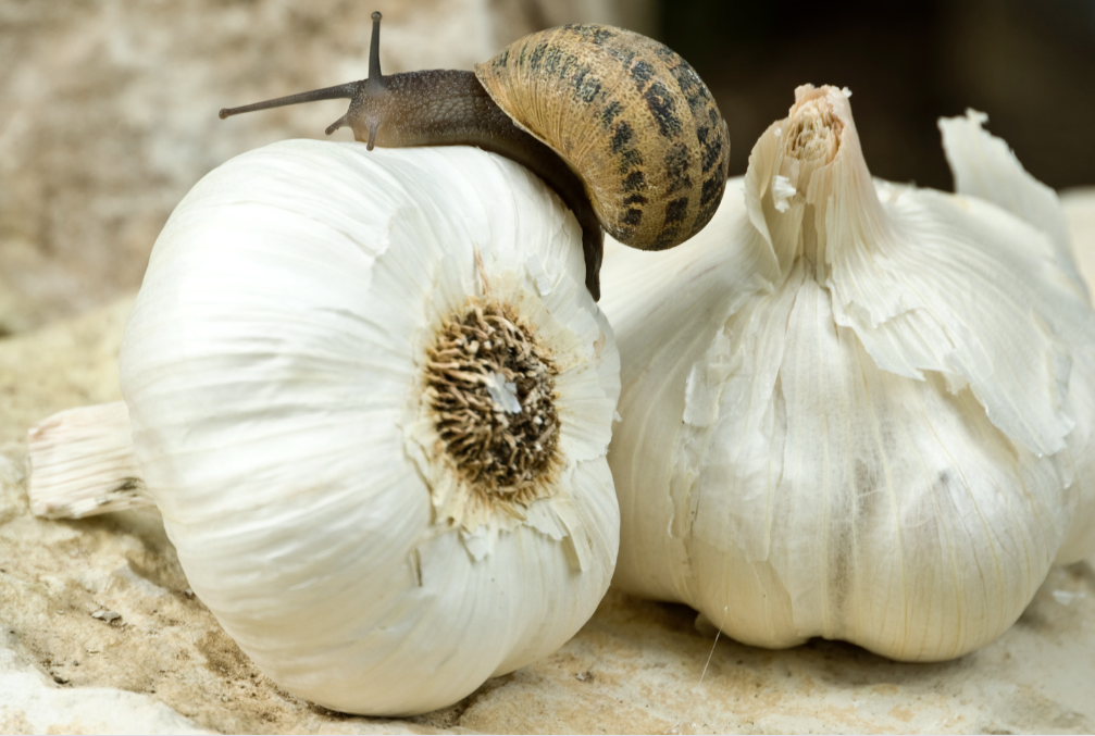 Study finds damaging invasive snails attracted to red, repelled by ...