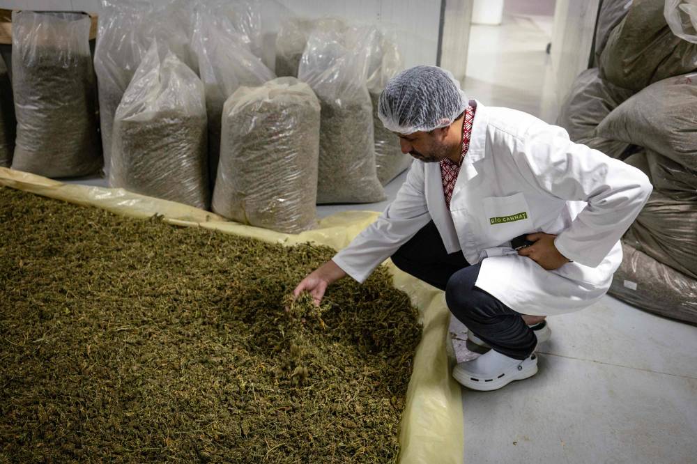 In Morocco, cannabis growers come 'out of the shadows' - Sinar Daily