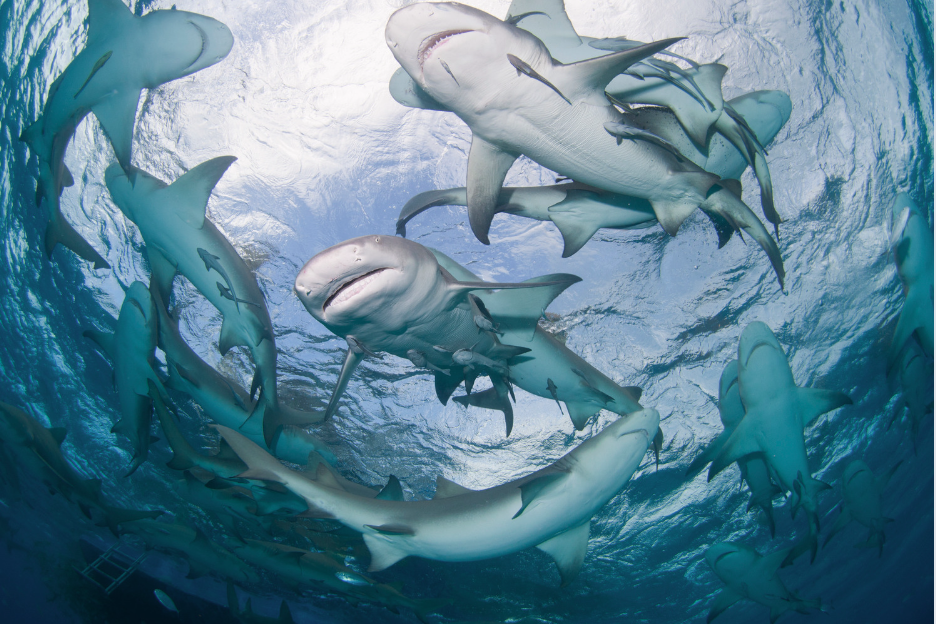 Who needs males? Female sharks make babies alone in Italy - Sinar Daily