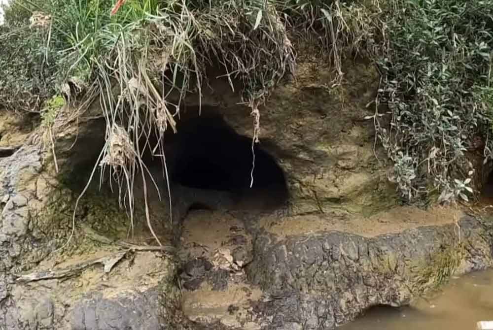 "Bandaraya" fish threaten riverbanks, risk landslides and road ...