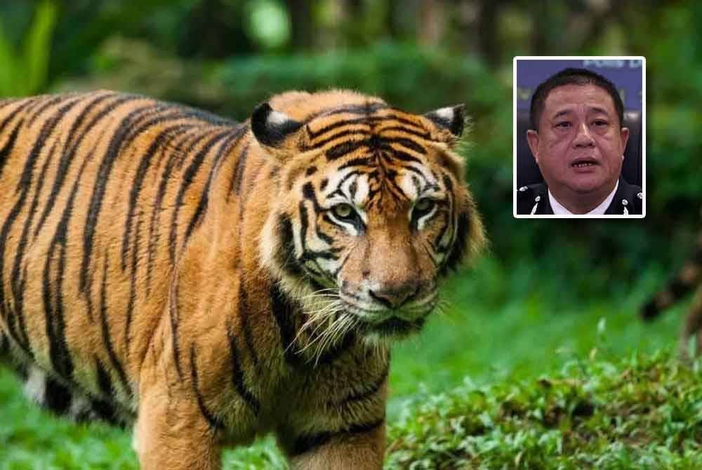Man mauled to death by tiger while going to the toilet in workers ...