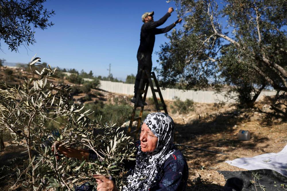 75 per cent olive trees in Gaza destroyed – Palestinian authorities ...