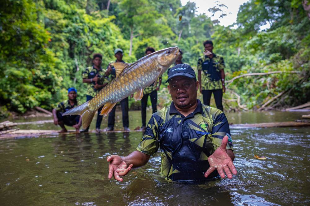 Saving the ‘King of the River’: Orang Asli community leads mahseer ...