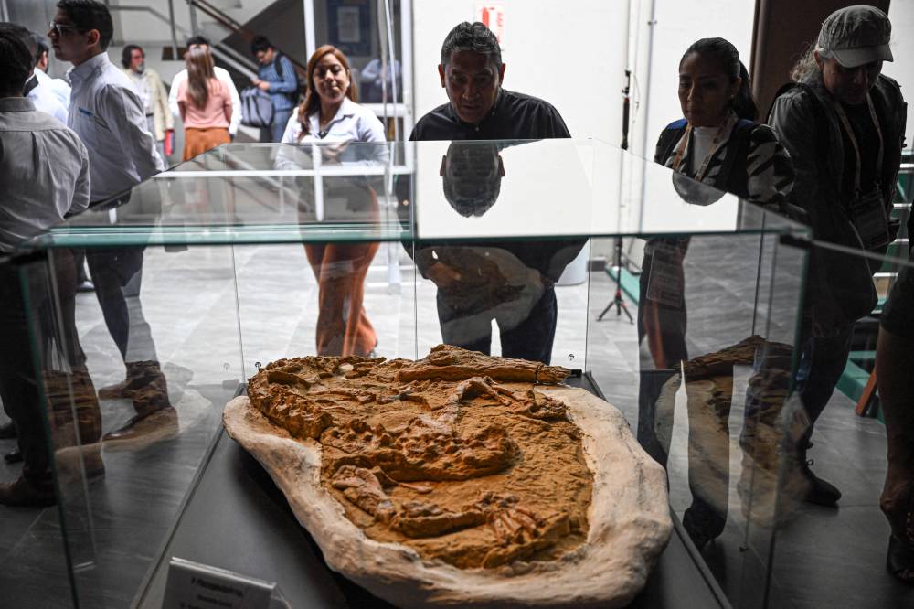 Peru scientists unveil crocodile fossil up to 12 million years old ...
