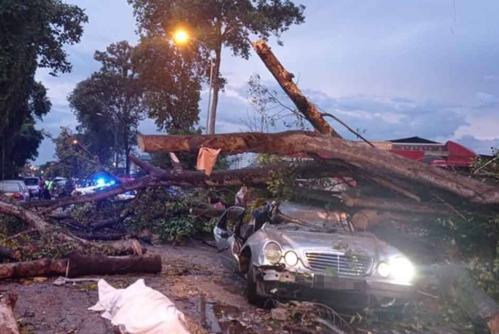 Father killed, 13-year-old escapes unhurt as tree falls on car in Klang ...