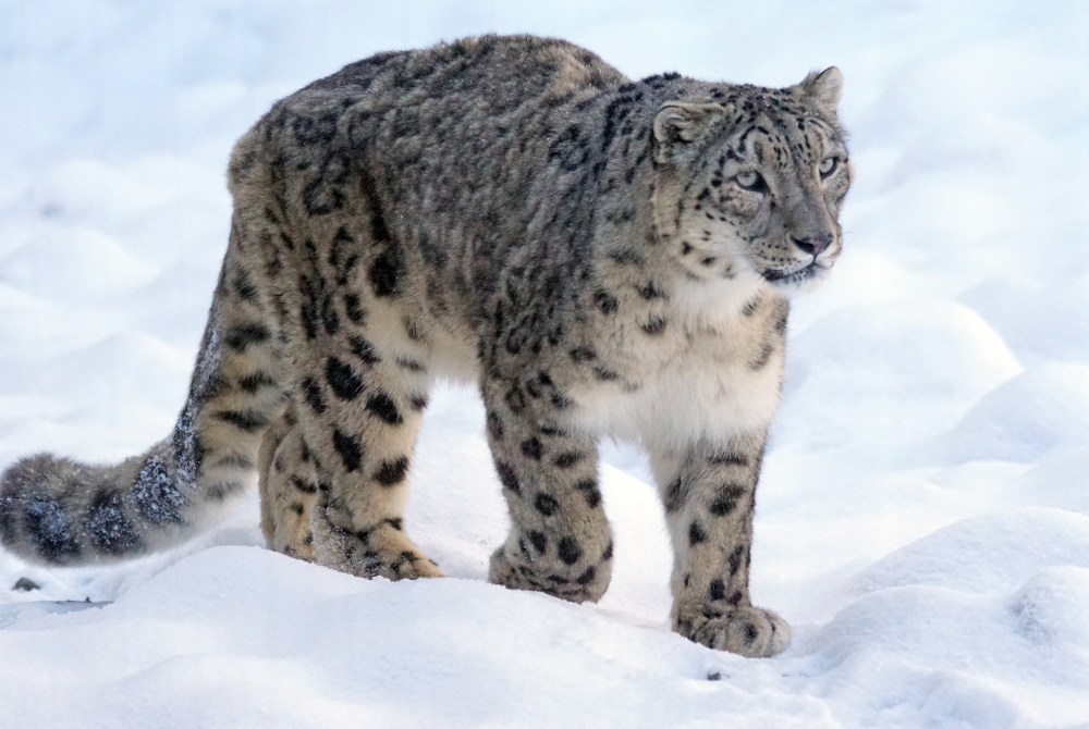 Landmark Nepal survey estimates nearly 400 elusive snow leopards ...