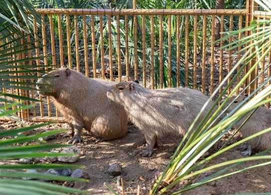 Fugitive capybara caught by China zoo after two months on run - Sinar Daily