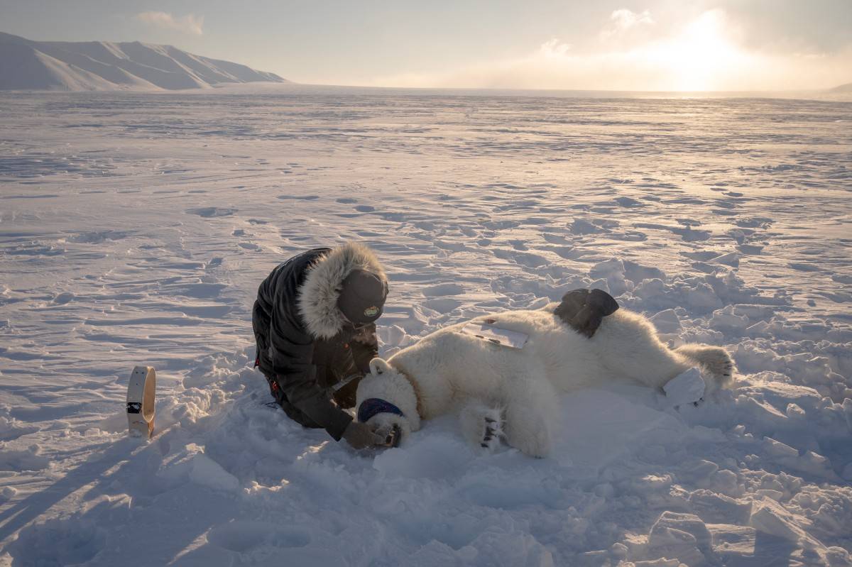 The eye-opening science of close encounters with polar bears - Sinar Daily