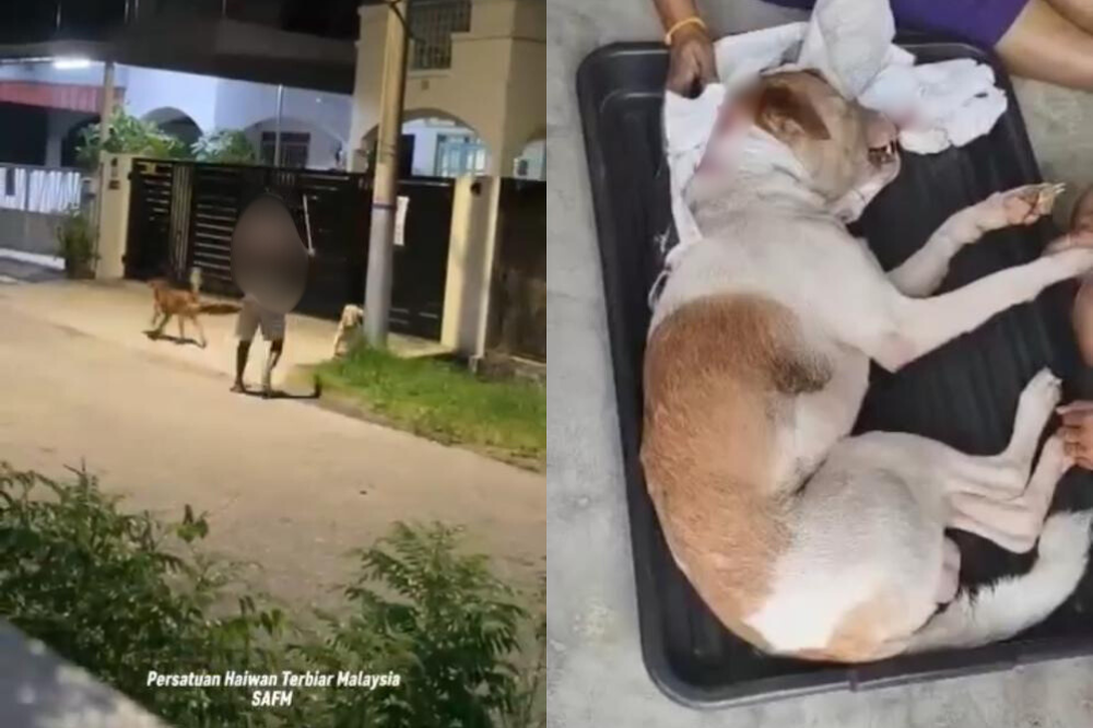 Police arrest man who went viral for beating dog to death - Sinar Daily