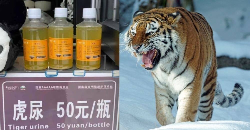 Air kencing harimau undang kontroversi, zoo di China jual RM30 sebotol ...