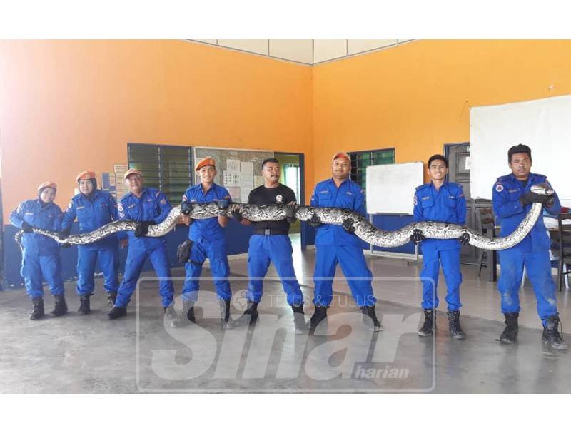 APM pikul ular sawa 100kg