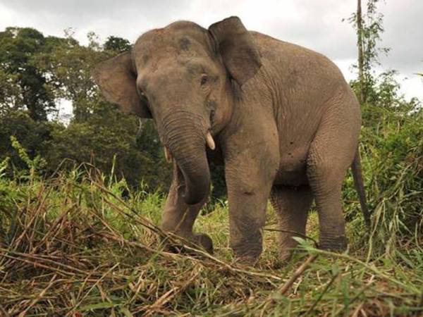 Gajah jantan ditemui mati di Sukau - Sinar Harian