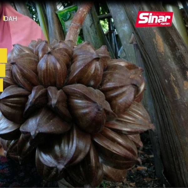 Mak Bedah manfaat pokok nipah tepi rumah, buat nira dan cuka - Sinar Harian
