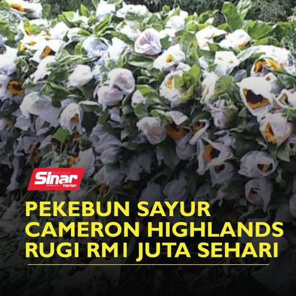 Pekebun sayur Cameron Highlands rugi RM1 juta sehari - Sinar Harian