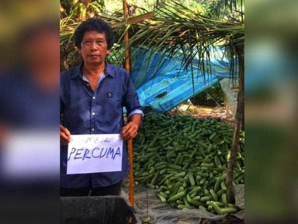 'Ambillah seberapa banyak timun di ladang saya' - Sinar Harian