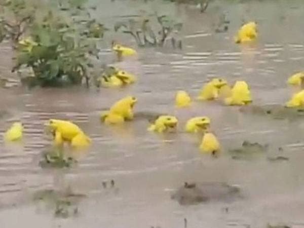Katak bertukar warna kuning ketika musim mengawan