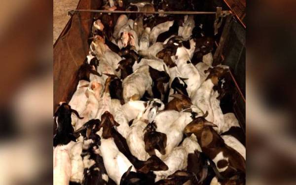 68 kambing boer diseludup dari Thailand dirampas - Sinar Harian