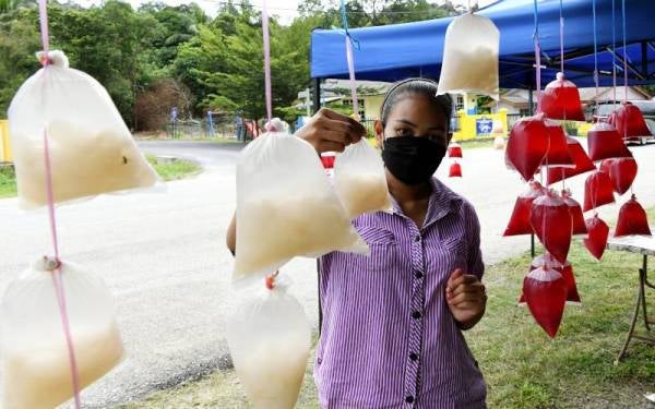 Buah Beluluk - Sinar Harian