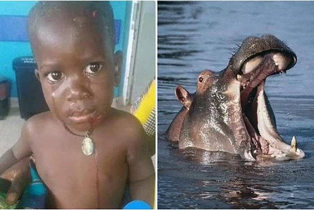 Kanak-kanak dua tahun nyaris ditelan badak air - Sinar Harian