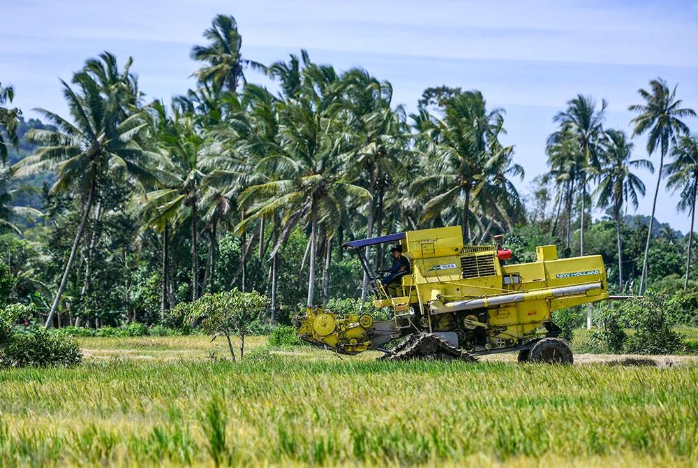Musim menuai padi - Sinar Harian
