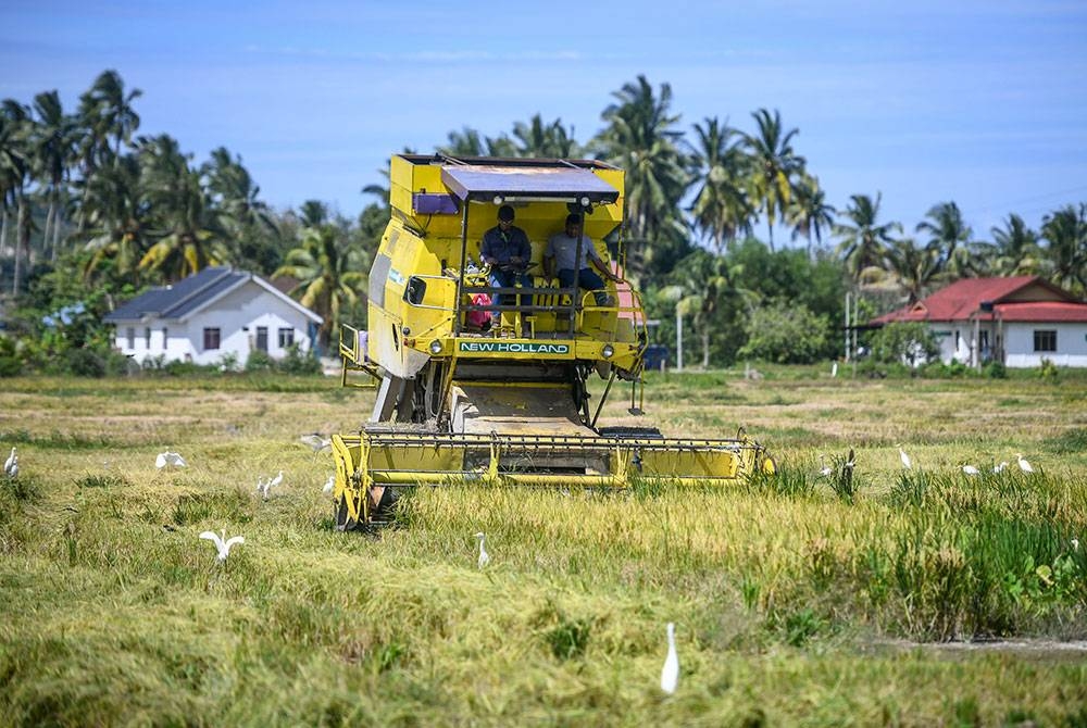 Musim menuai padi - Sinar Harian