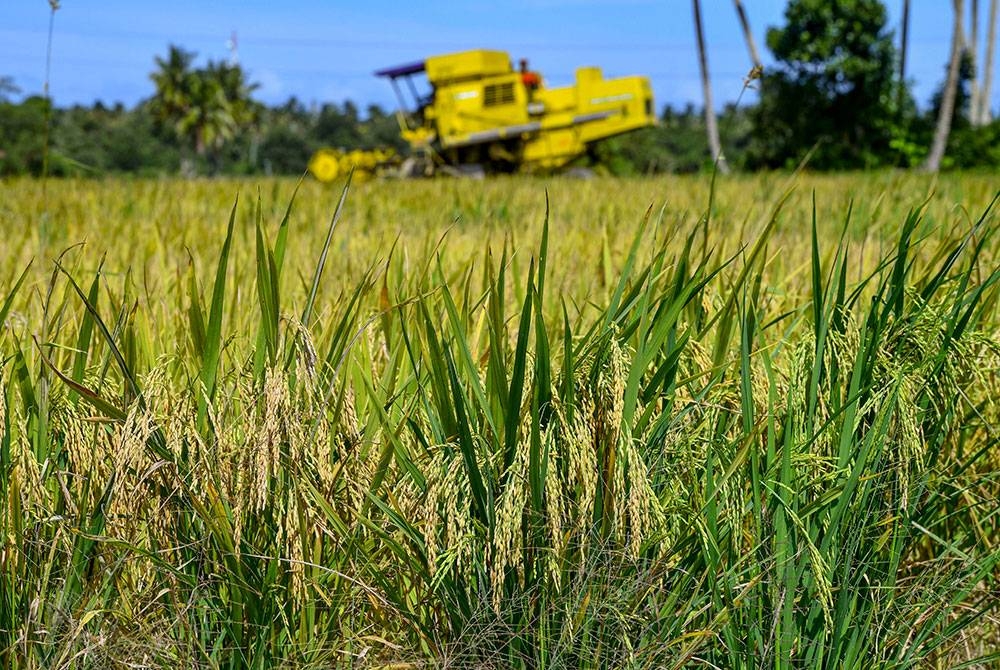 Musim menuai padi - Sinar Harian