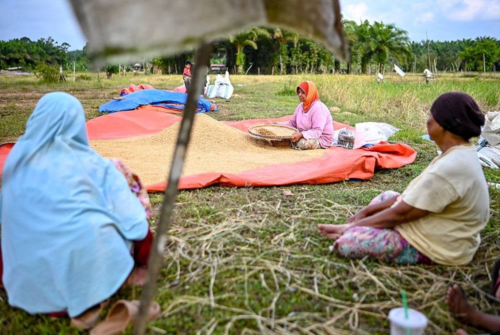 Proses menampi padi - Sinar Harian