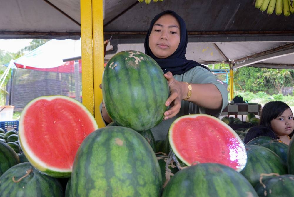 'Timun Cina' laris, jadi minuman pagi raya di Kelantan