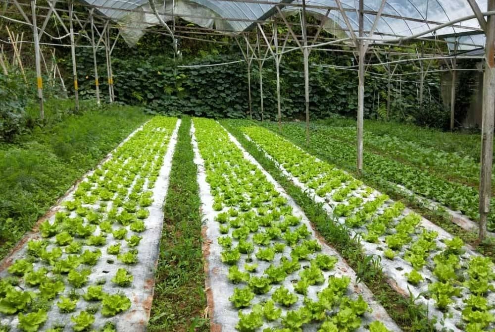 FAMA Pahang bantu pasarkan sayur Cameron Highlands - Sinar Harian