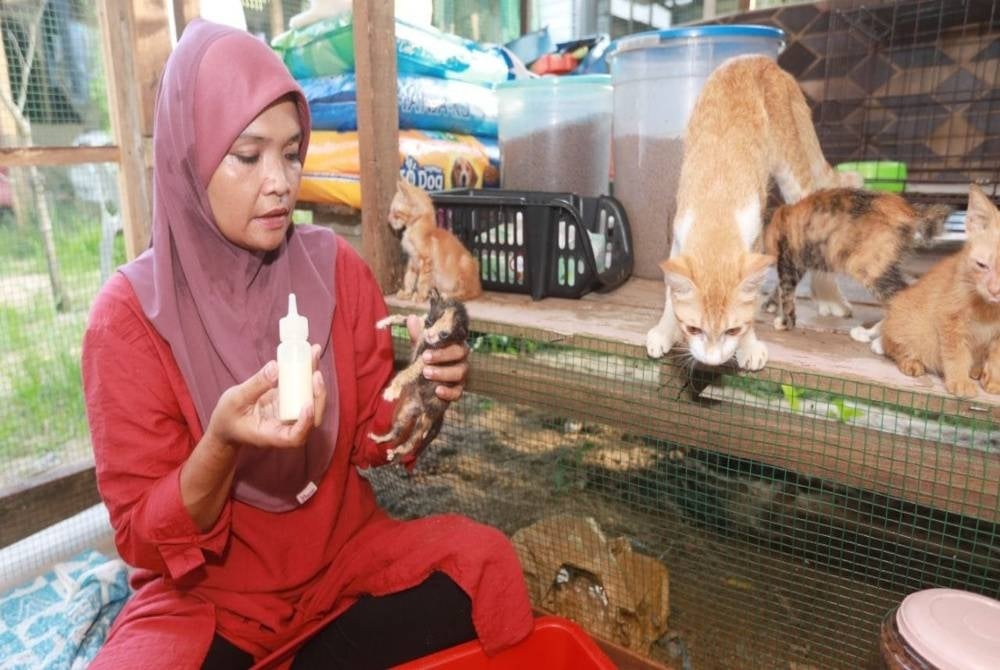 Hati tak tenteram jika jumpa kucing jalanan sakit - Sinar Harian