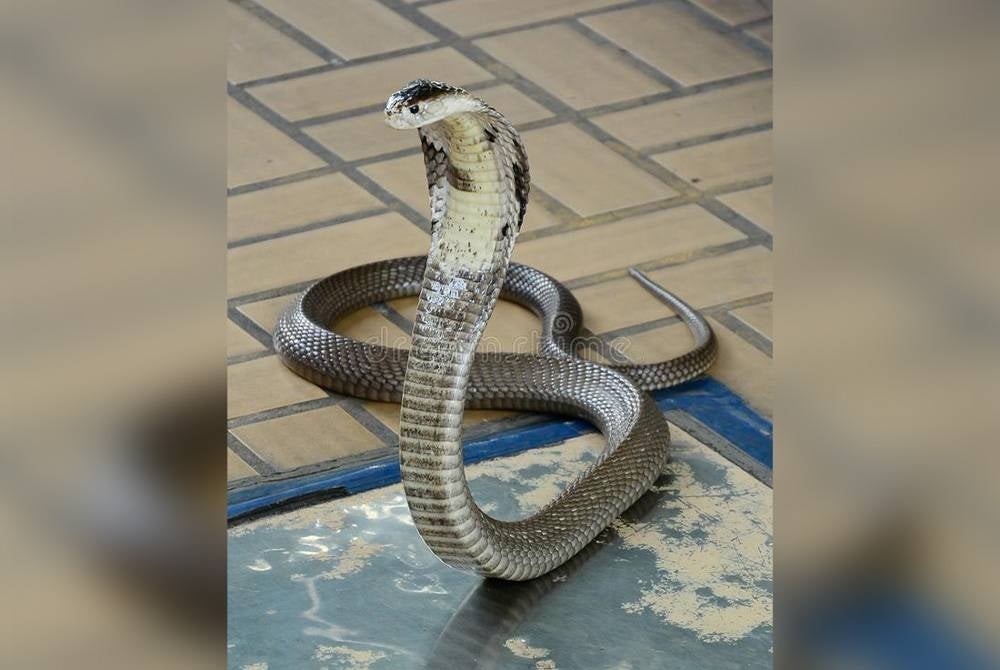 Nyaris buta disembur racun ular tedung - Sinar Harian