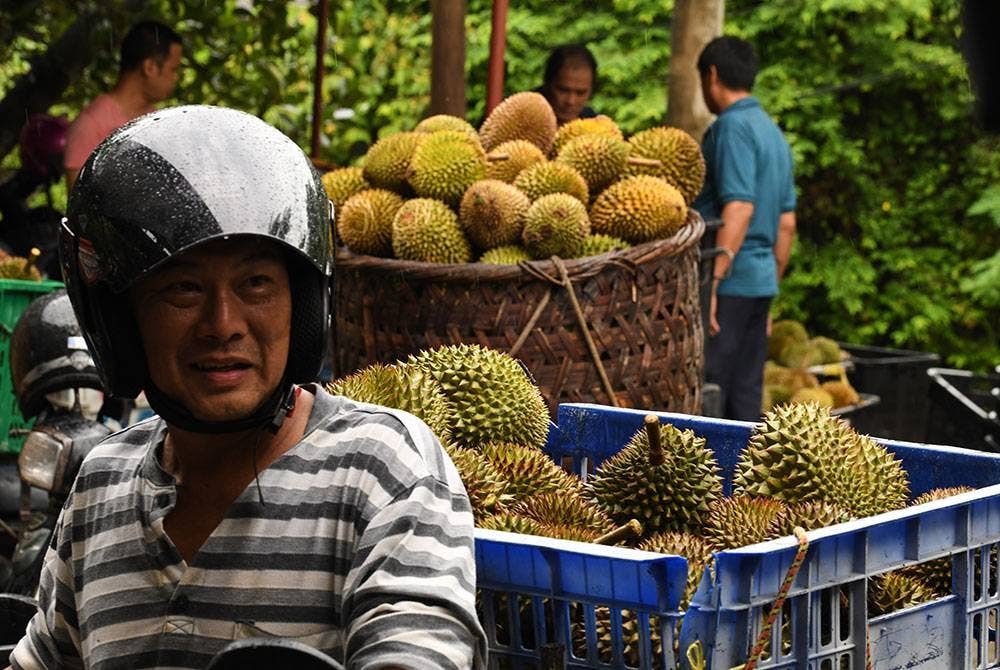 Raja buah - Sinar Harian
