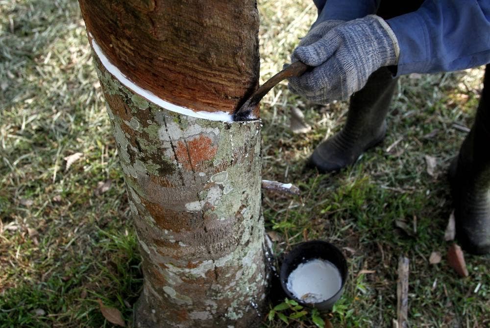 Pekebun Orang Asli harap kerajaan naikkan harga getah - Sinar Harian