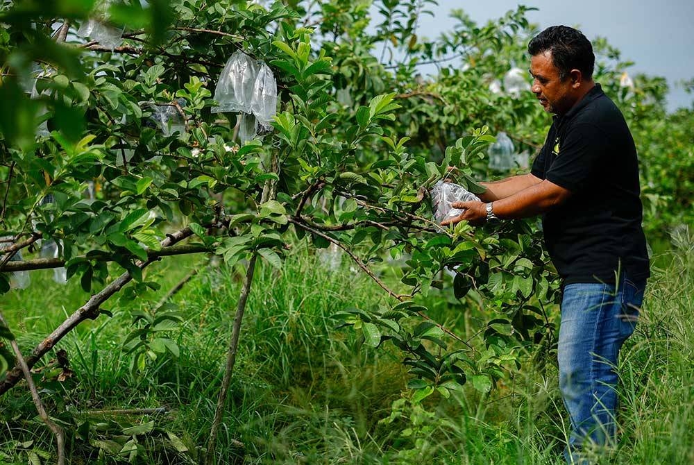 Jambu batu lohan varieti GU16 - Sinar Harian