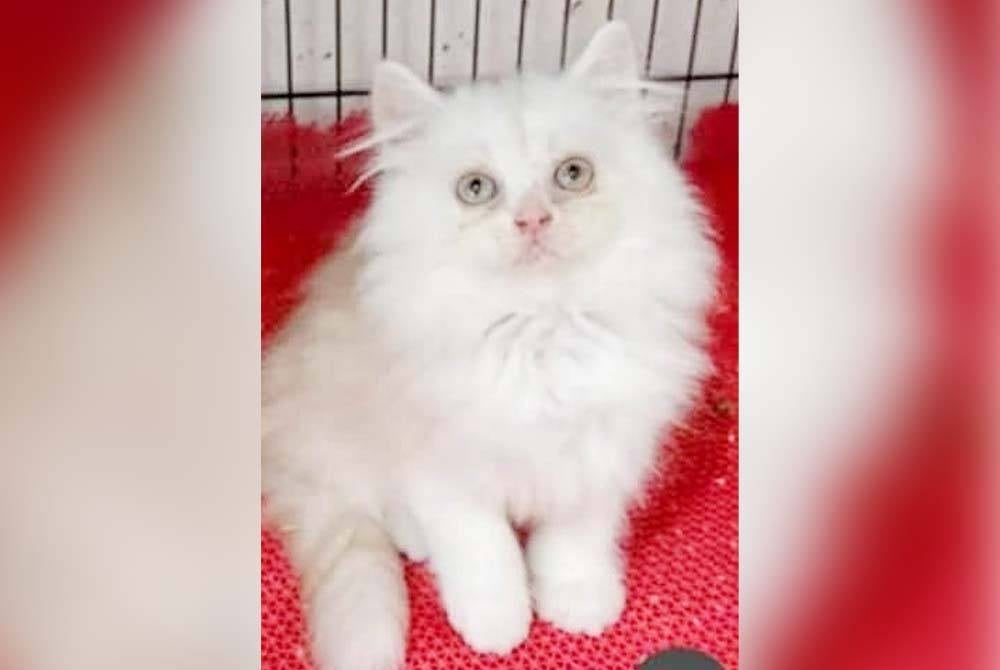 Guru rugi RM37,750 terpedaya iklan kucing Munchkin di FB - Sinar Harian