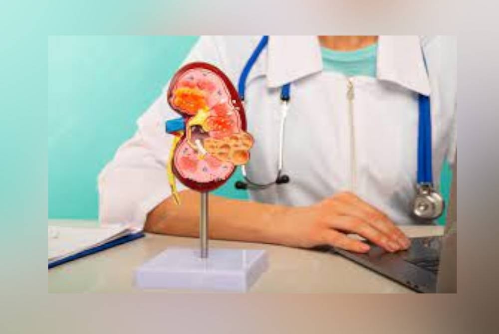 Saintis cipta buah pinggang manusia daripada babi - Sinar Harian