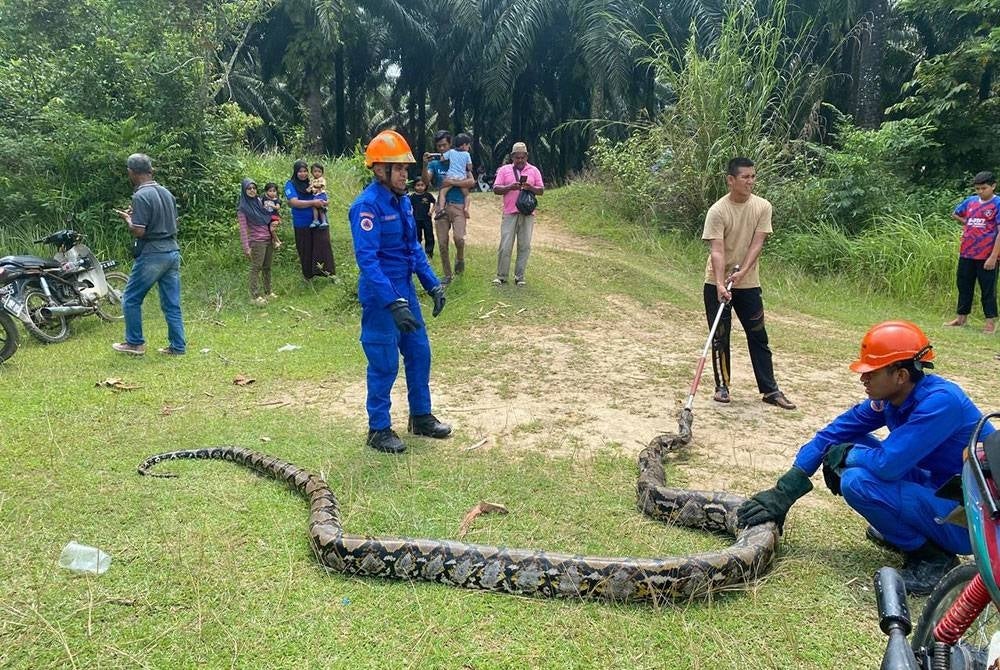 APM Baling tangkap ular sawa 80kg tersangkut dalam pukat - Sinar Harian