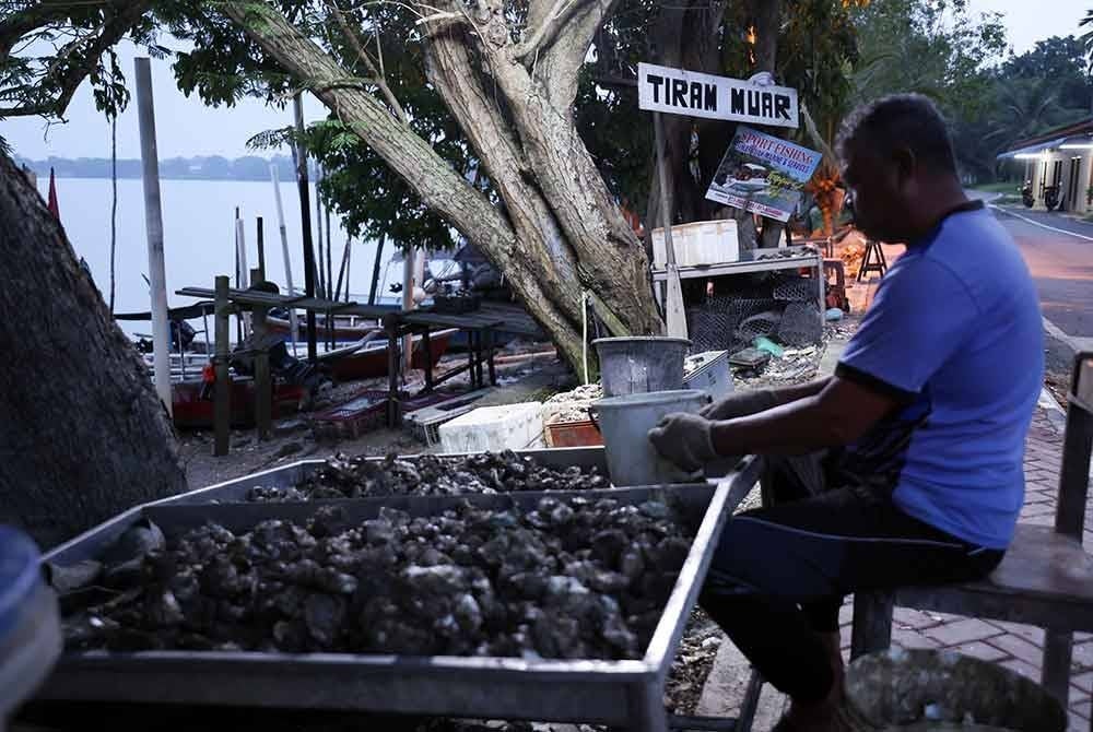 Tiram Sungai Muar - Sinar Harian