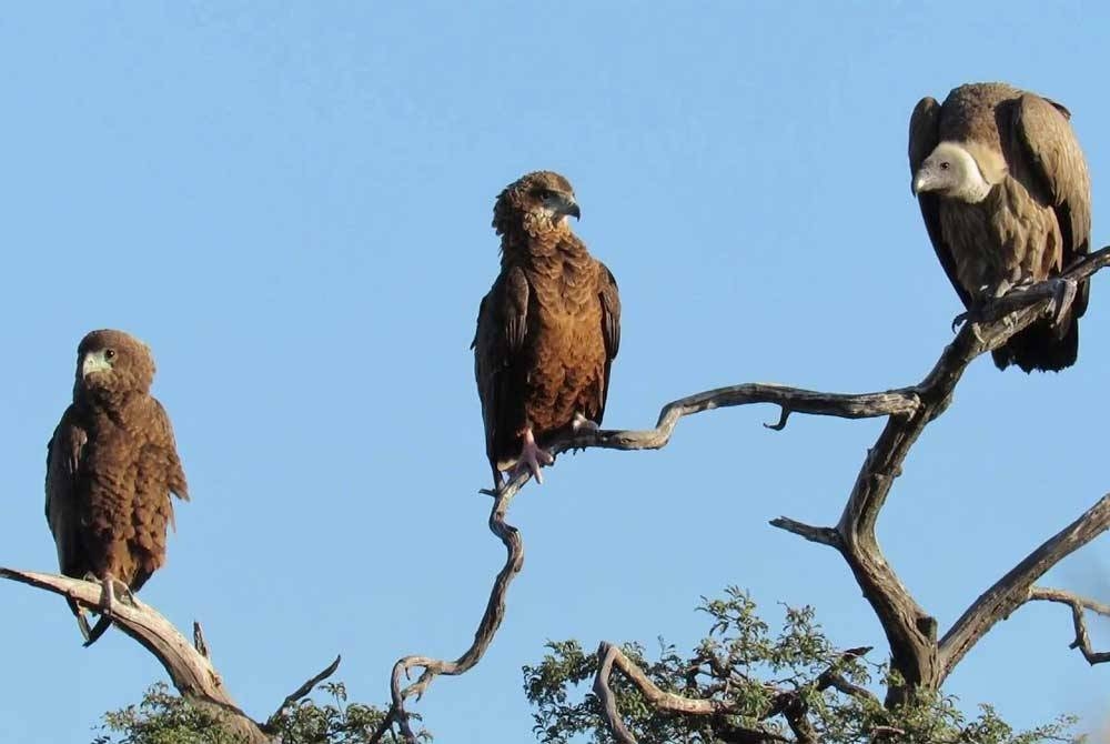 Israel guna burung pemakan bangkai kesan mayat rakyatnya - Sinar Harian